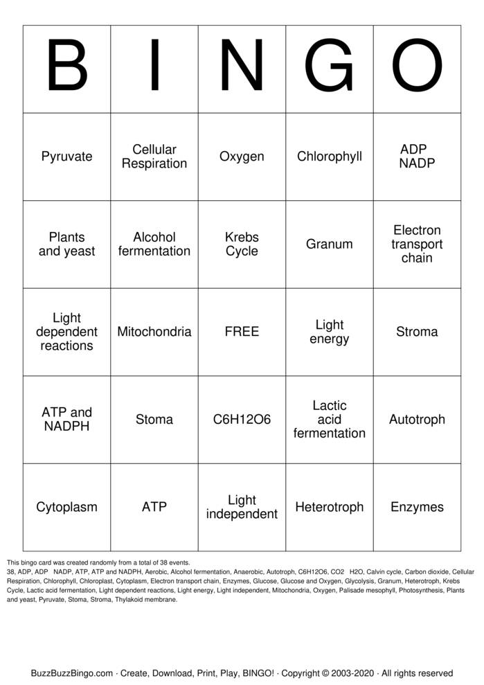Cellular Respiration and Photosynthesis Bingo Cards to Download, Print ...